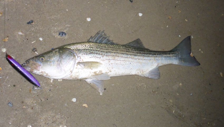 10/20/2016 Striped Bass Super Strike Darter – Rocksimpson Surf Fishing