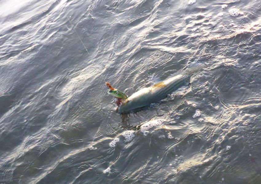 Darters – Rocksimpson Surf Fishing