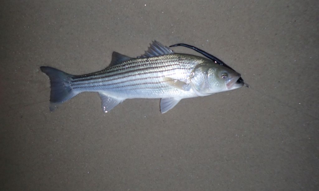 Hogys – Rocksimpson Surf Fishing