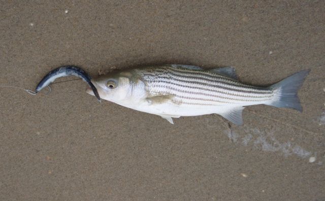 Sluggos – Rocksimpson Surf Fishing