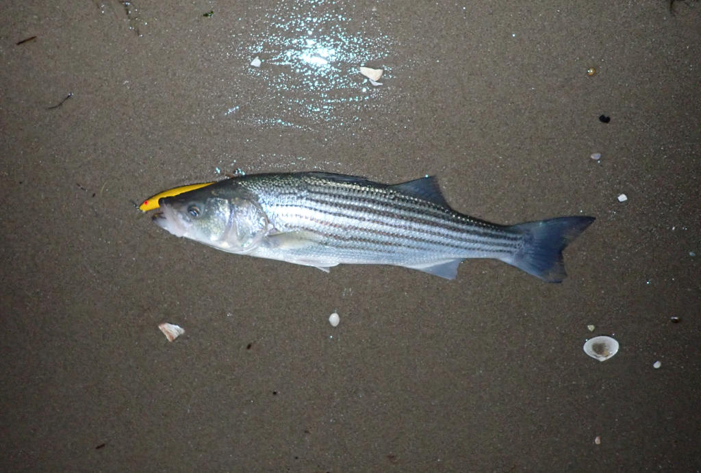 Plastic Swimming Plugs – Rocksimpson Surf Fishing