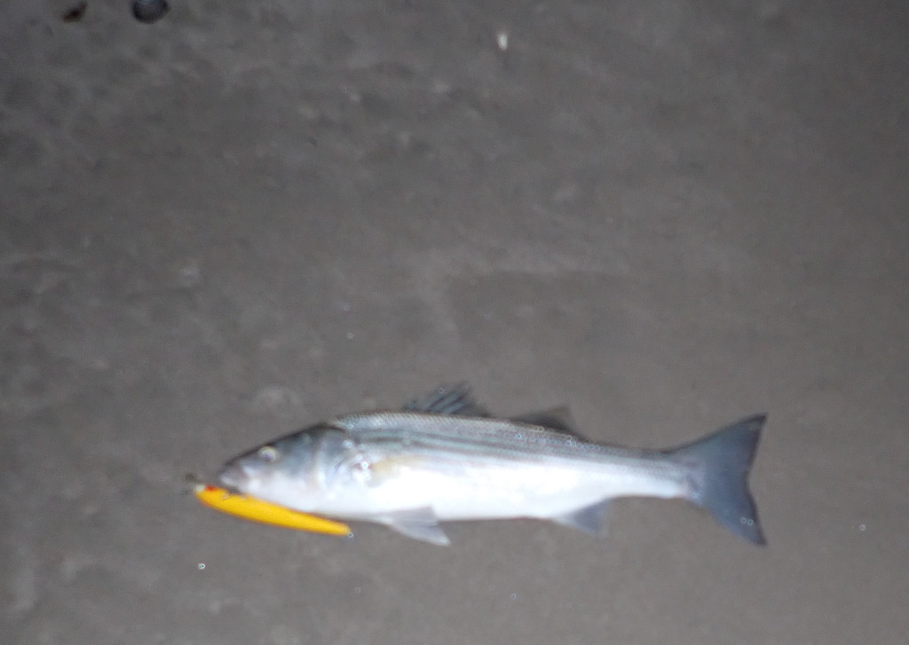 Plastic Swimming Plugs – Rocksimpson Surf Fishing