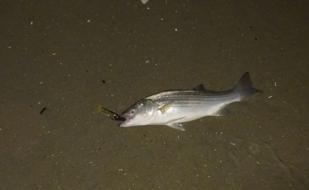Albi Snax and Super Snax – Rocksimpson Surf Fishing
