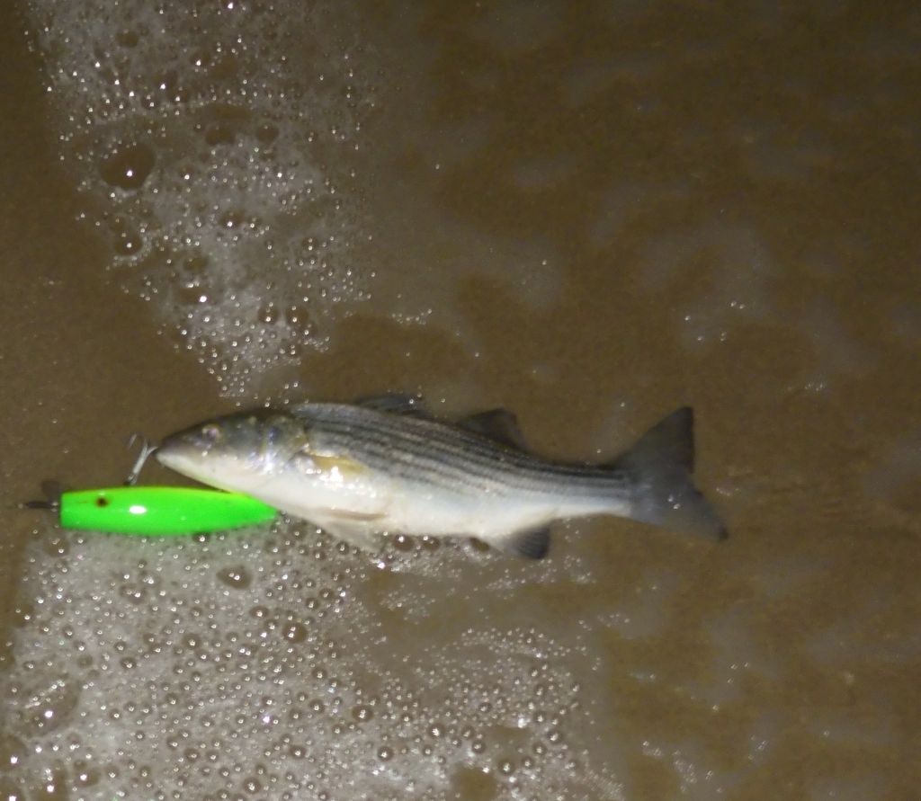 Metal Lip Plugs – Rocksimpson Surf Fishing