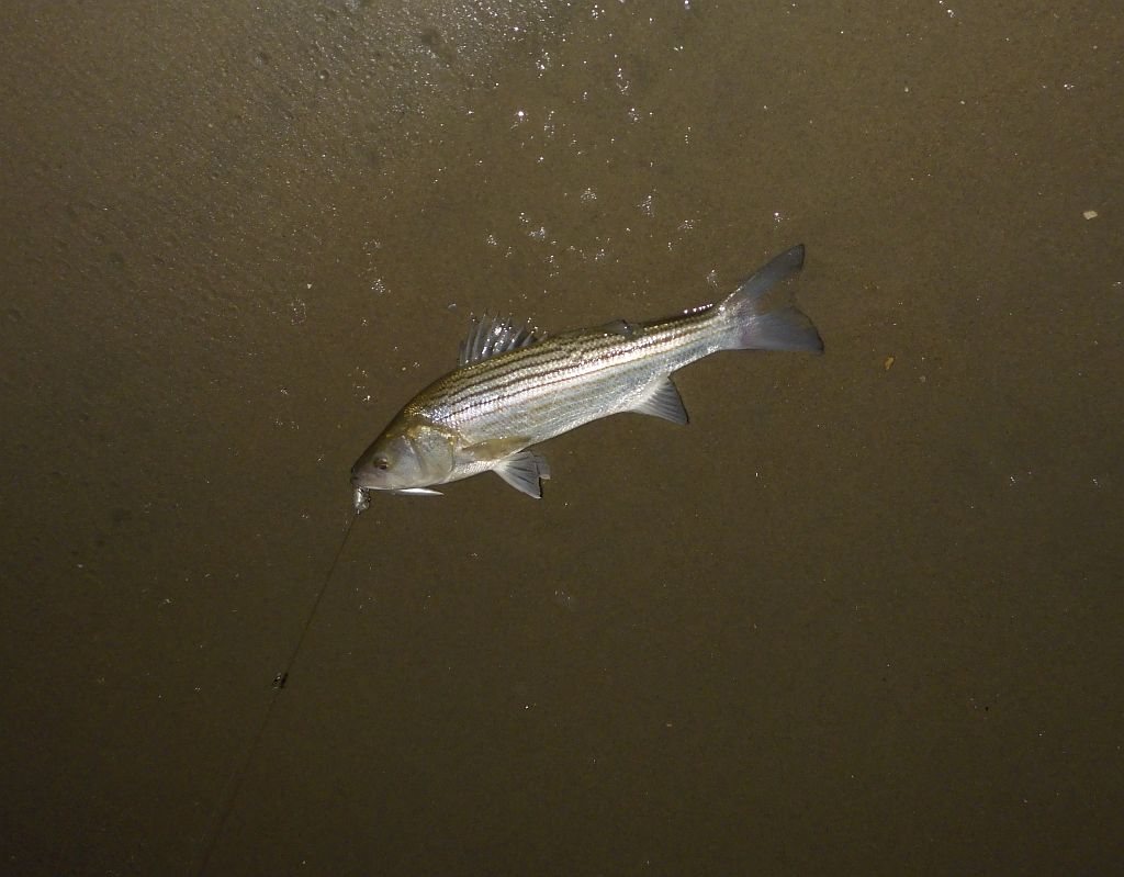 8/17/2020 Albi Snax – Rocksimpson Surf Fishing