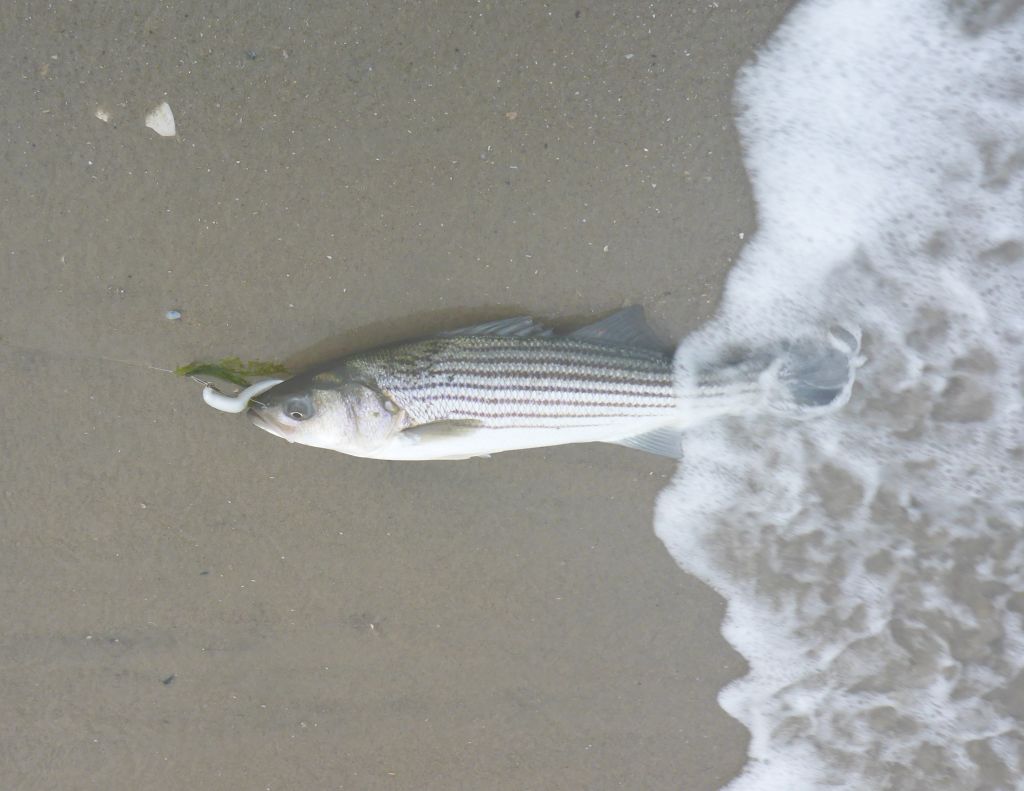 Albi Snax and Super Snax – Rocksimpson Surf Fishing