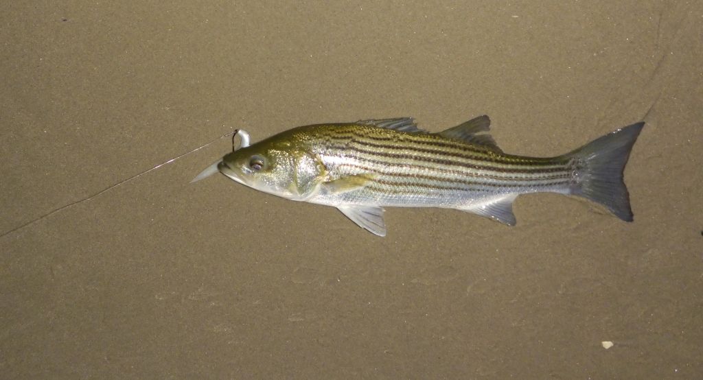 8/1/2021 Albi Snax – Rocksimpson Surf Fishing