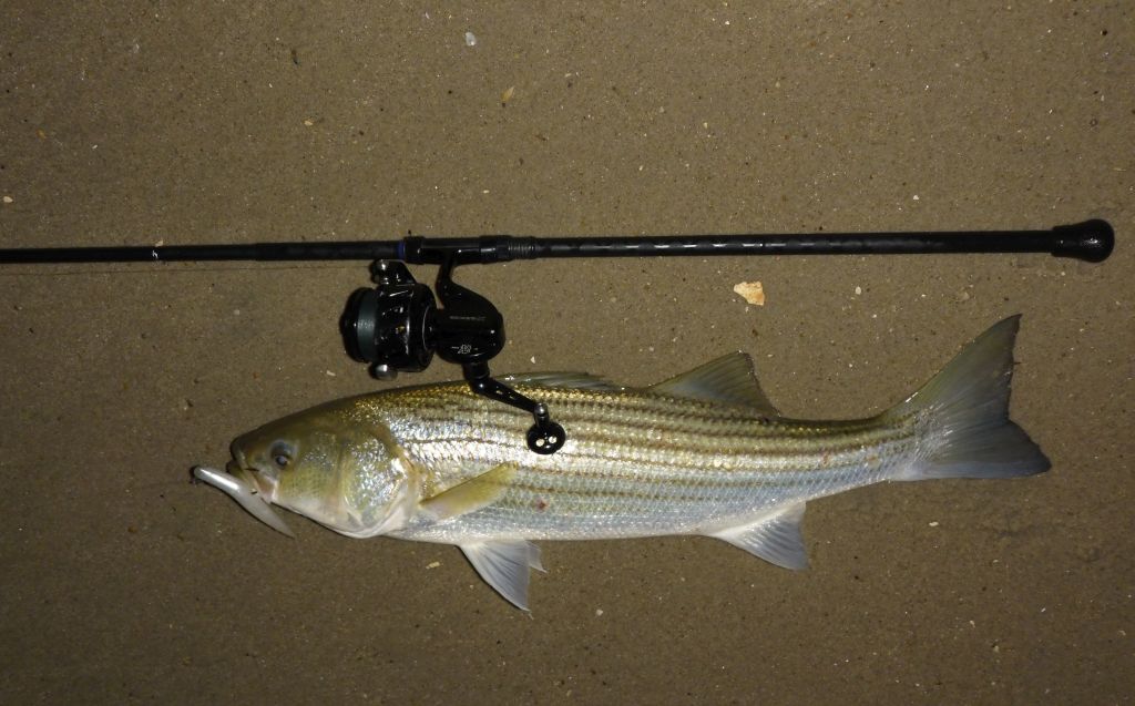 9/19/2021 Albi Snax Bass – Rocksimpson Surf Fishing
