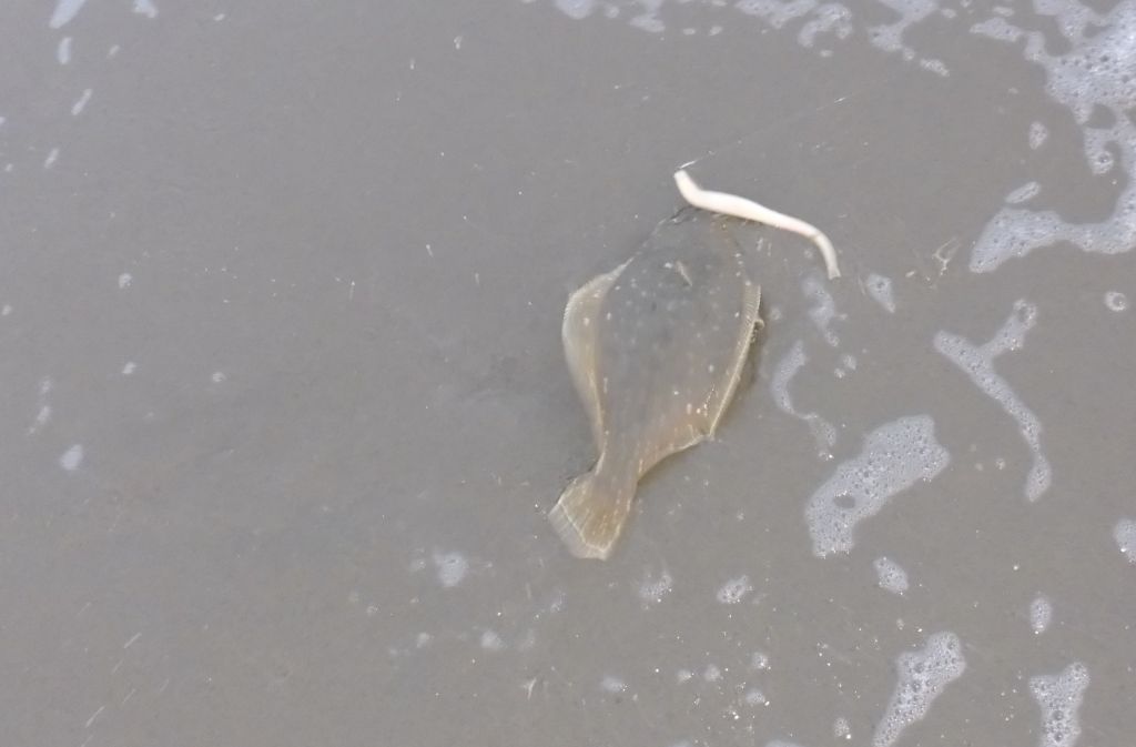 Sluggos – Rocksimpson Surf Fishing