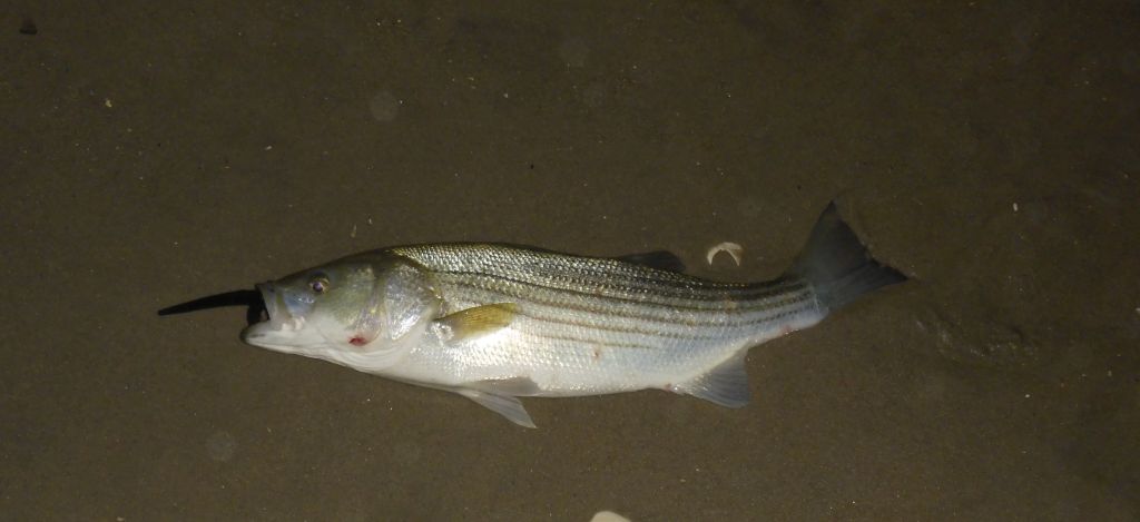 Sluggos – Rocksimpson Surf Fishing