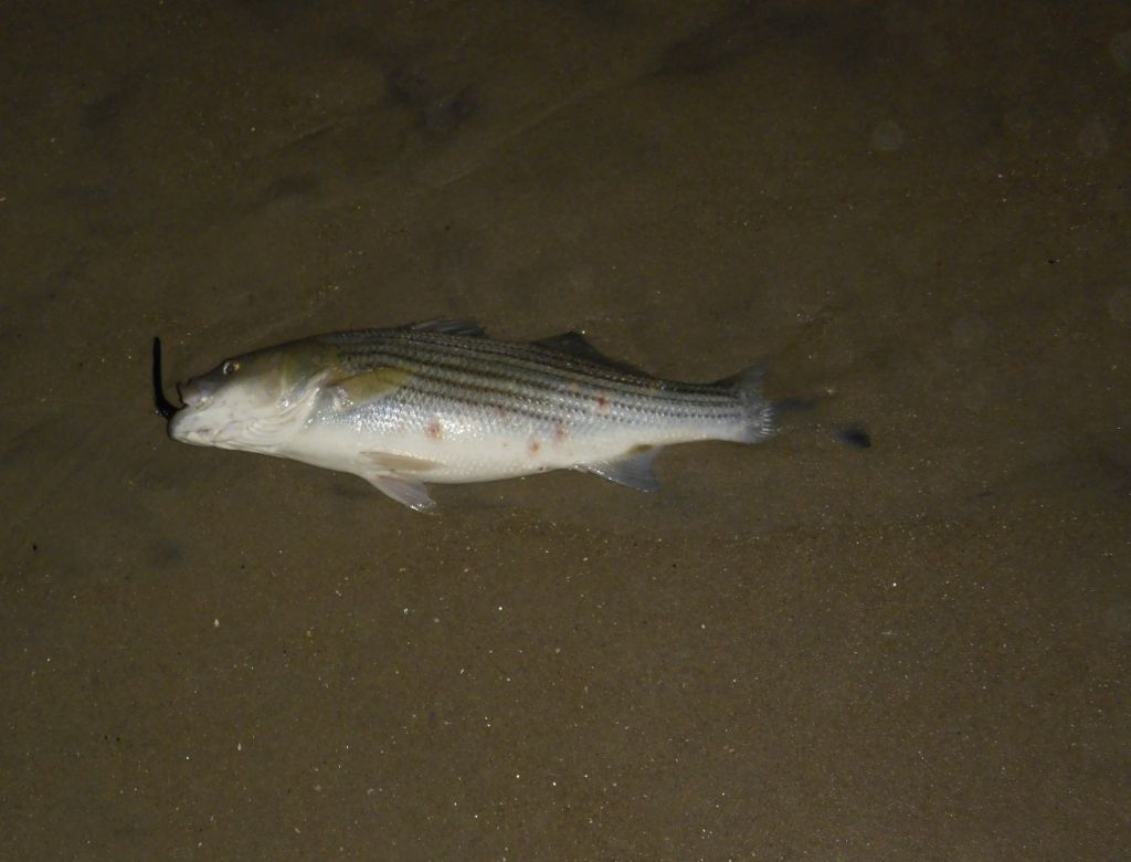 Sluggos – Rocksimpson Surf Fishing