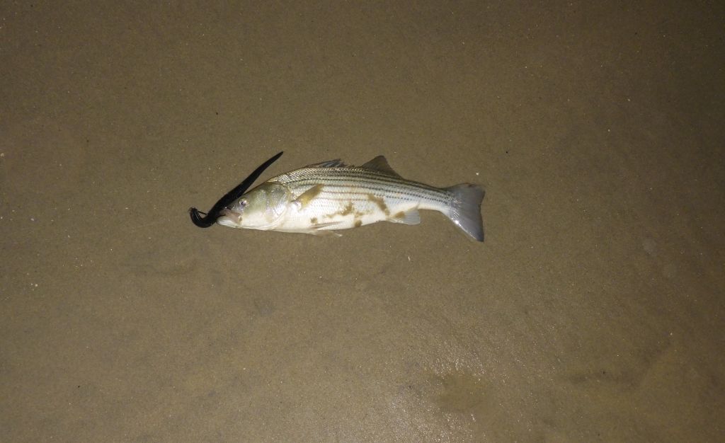 Sluggos – Rocksimpson Surf Fishing