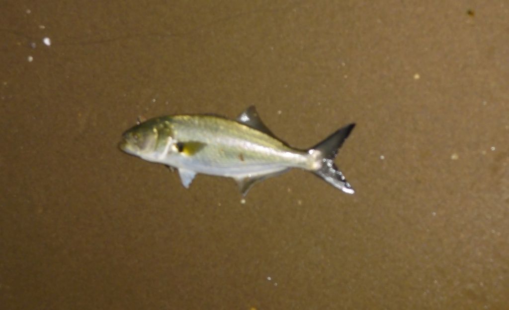 10/10/2021, Small blue on th .9 oz Blond Terror Darter – Rocksimpson ...