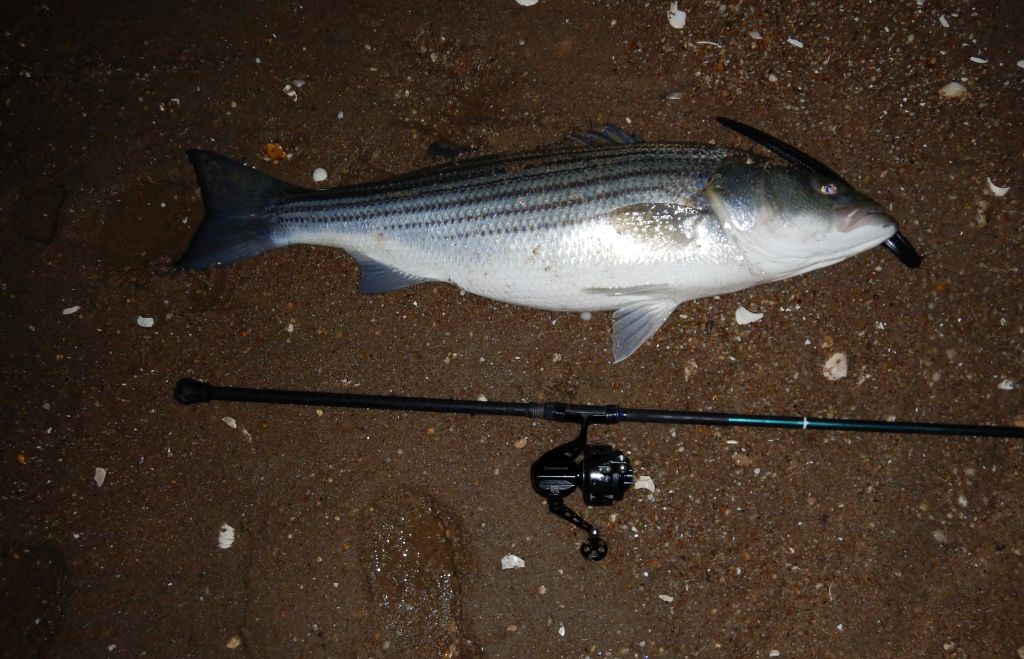 Sluggos – Rocksimpson Surf Fishing