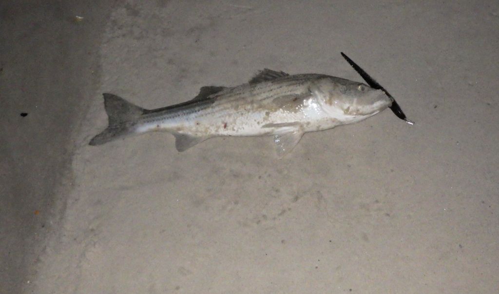 Sluggos – Rocksimpson Surf Fishing