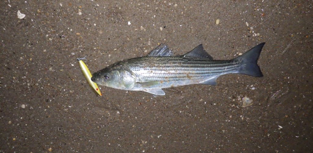 Super Strike Darters – Rocksimpson Surf Fishing